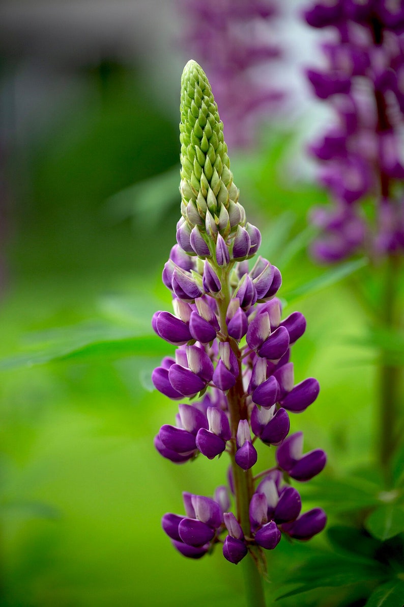 Purple Lupine Flower Photograph, Botanical Canvas Art - Etsy