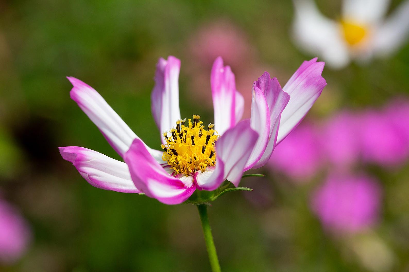 White & Pink Cosmos, Nature Photograph, Large Wall Art, Home Decor ...