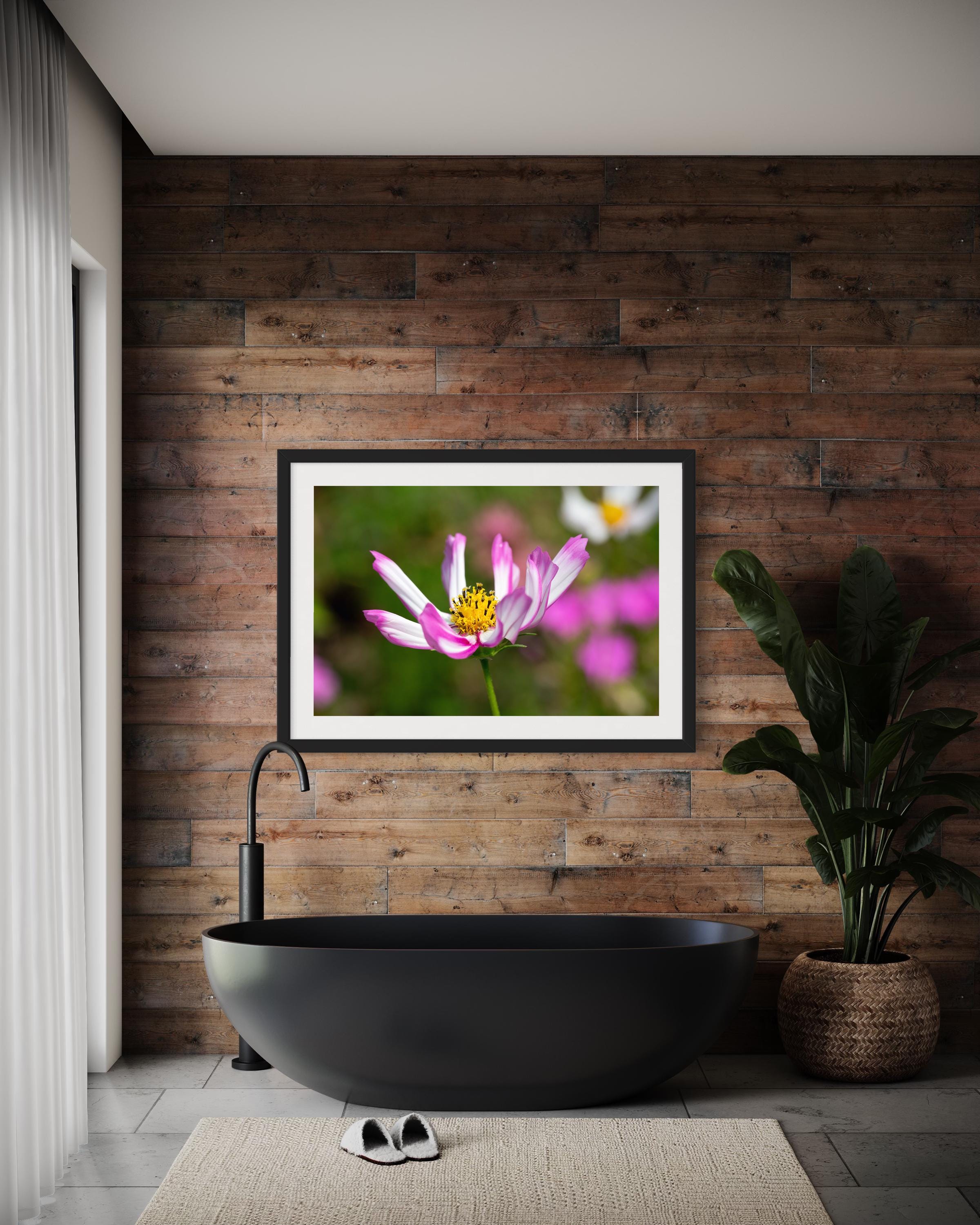 White & Pink Cosmos, Nature Photograph, Large Wall Art, Home Decor ...