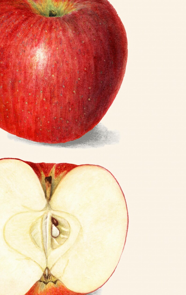 Vintage Fruit Print Set of 3, Apple Orange Pear Wall Art, Antique Fruit ...