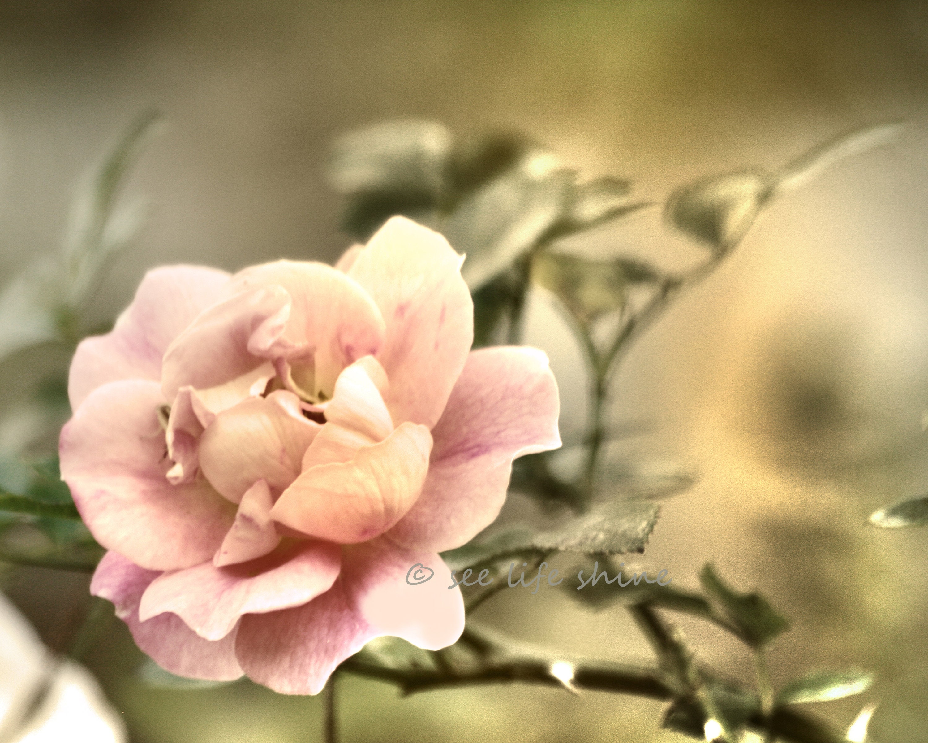 Vintage Rose Photography