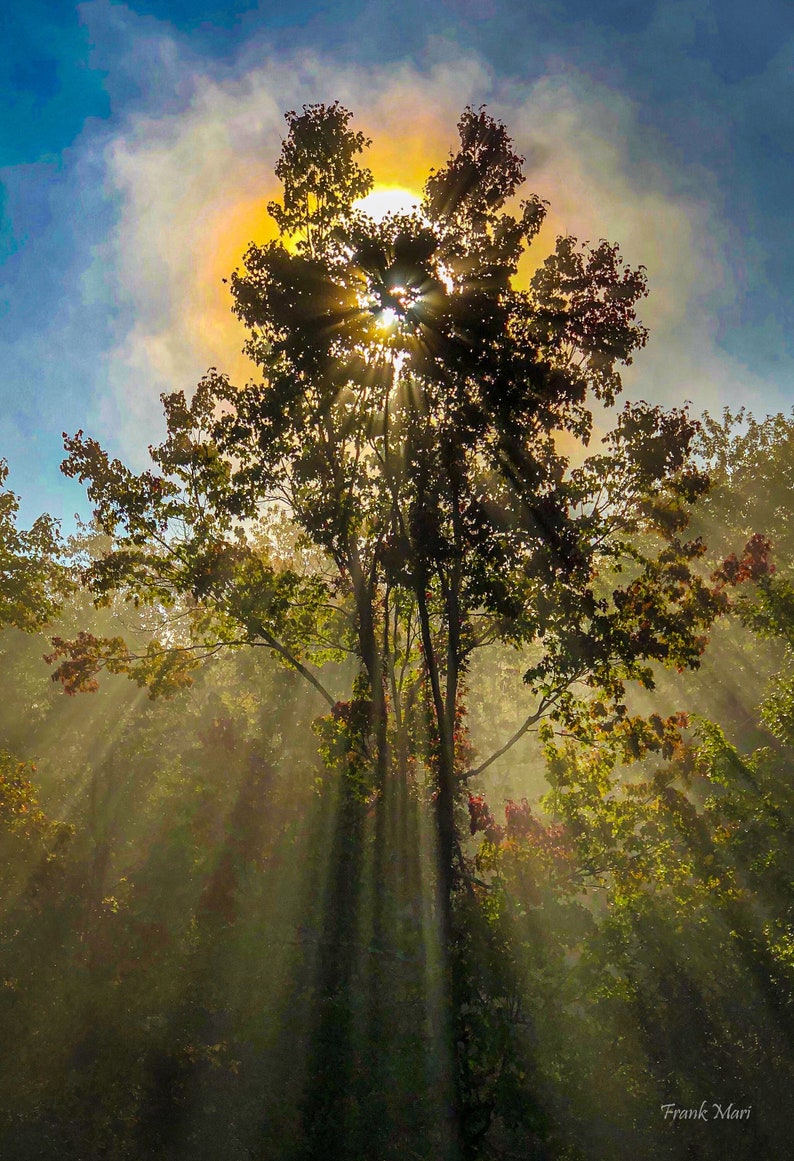 The Power and the Glory Photo With Trees, Sun, Powerful, Mystical ...