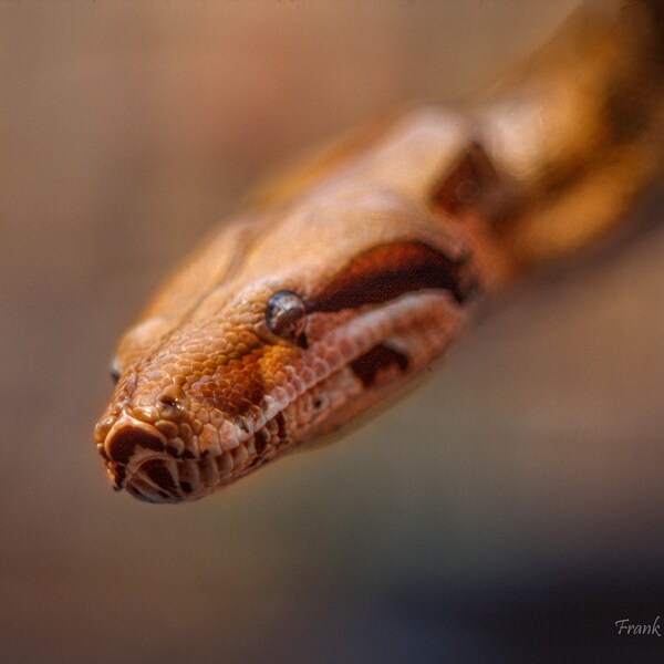 Boa Constrictor - Etsy
