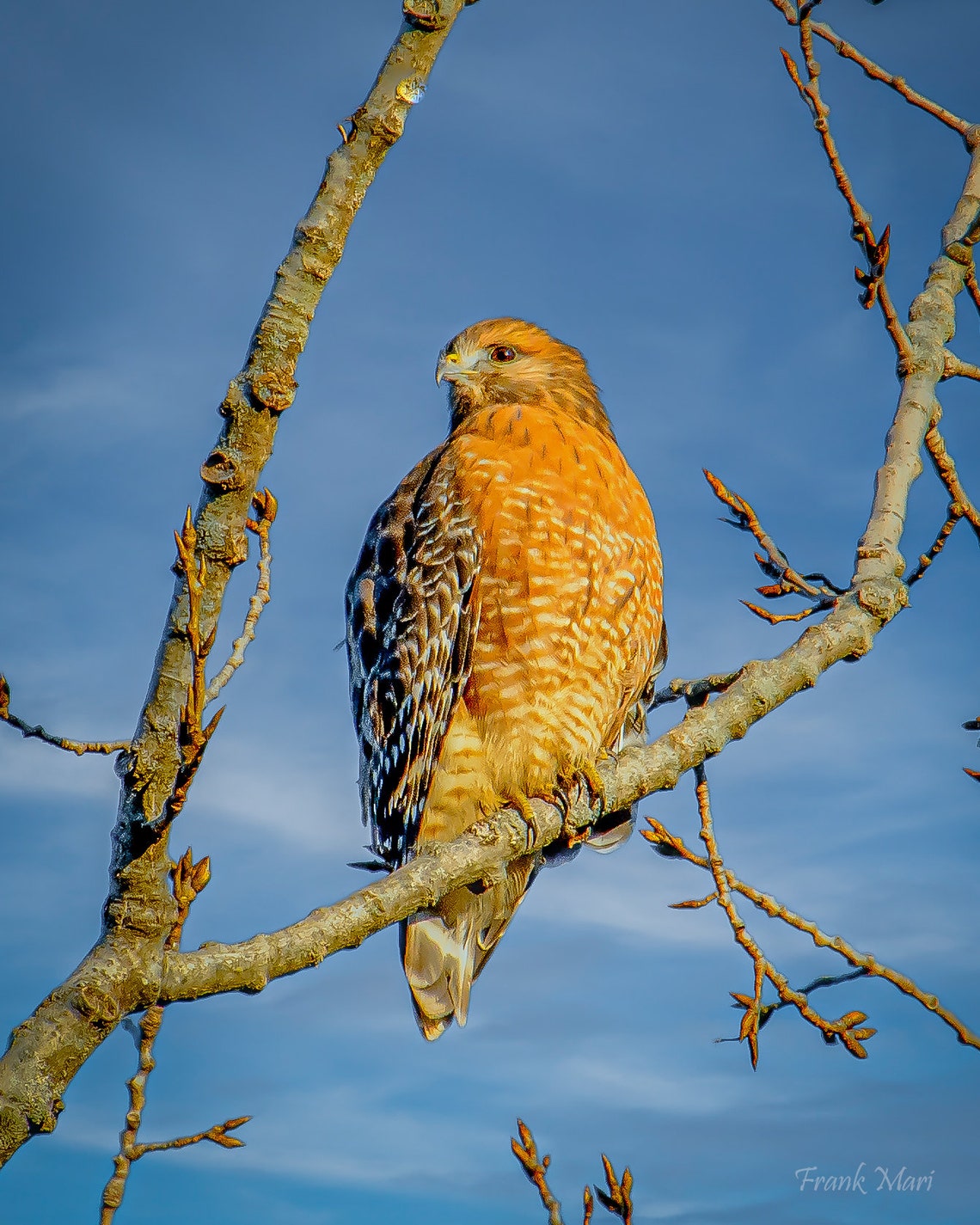 Red Shouldered Hawk Perched on a Tree Branch - Etsy