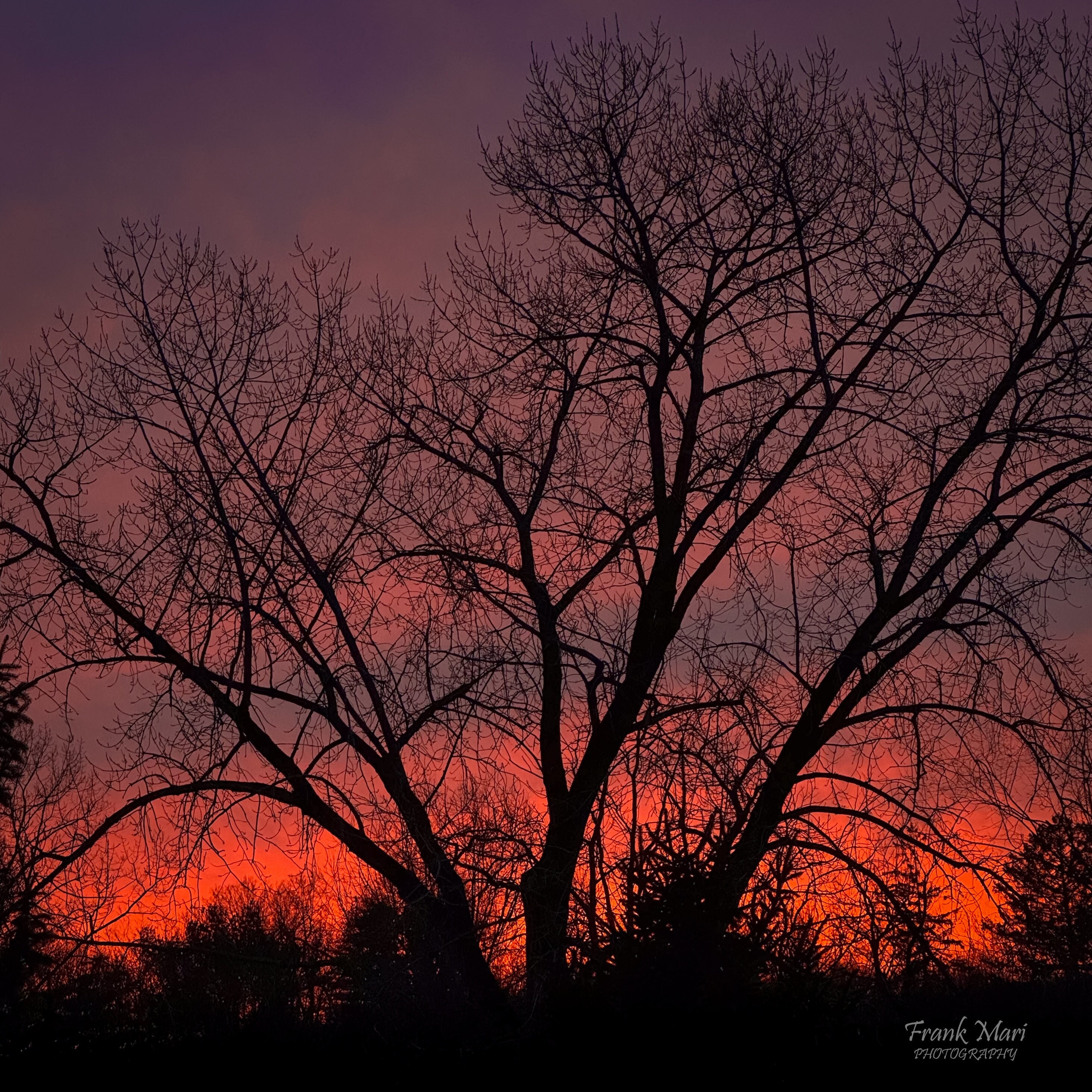 Northeast Winter Sunset, 12x12" Silhouette, Red Sky, Dramatic, Square ...