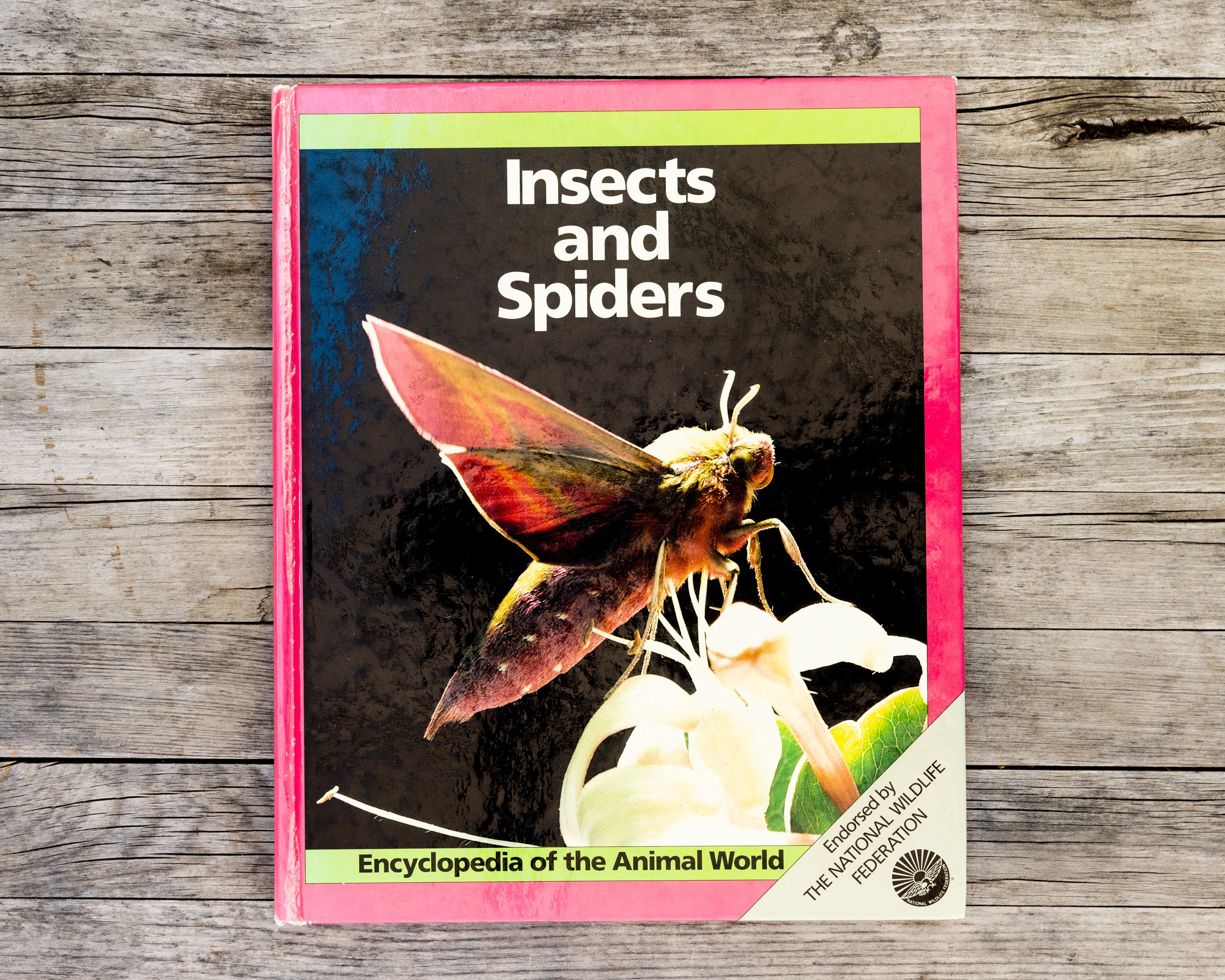 Insects And Spiders Book