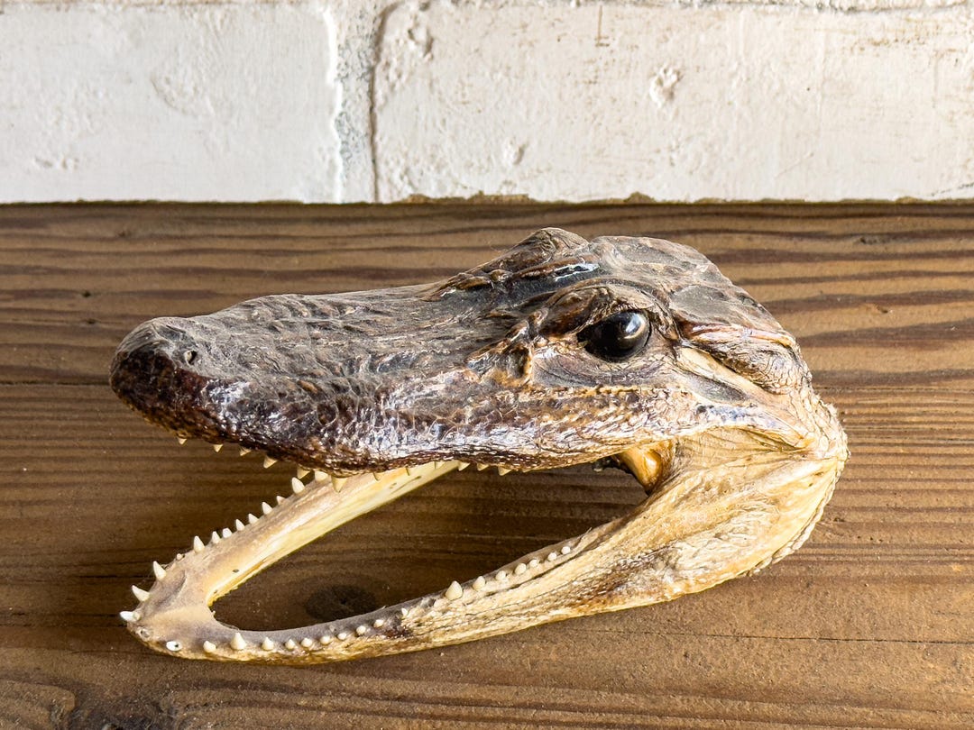 Vintage Small Crocodile Alligator Taxidermy Head - Etsy