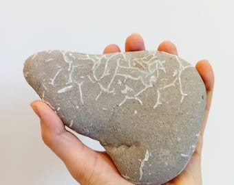 Rare Sea Stone With White Chain Coral Fossil Inside Pebble Art Supplies ...