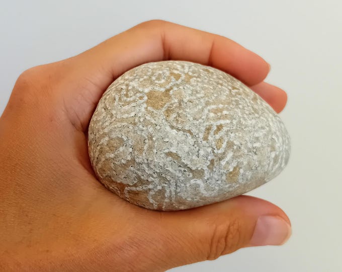 Rare Sea Stone With White Chain Coral Fossil Inside Pebble Art Supplies ...