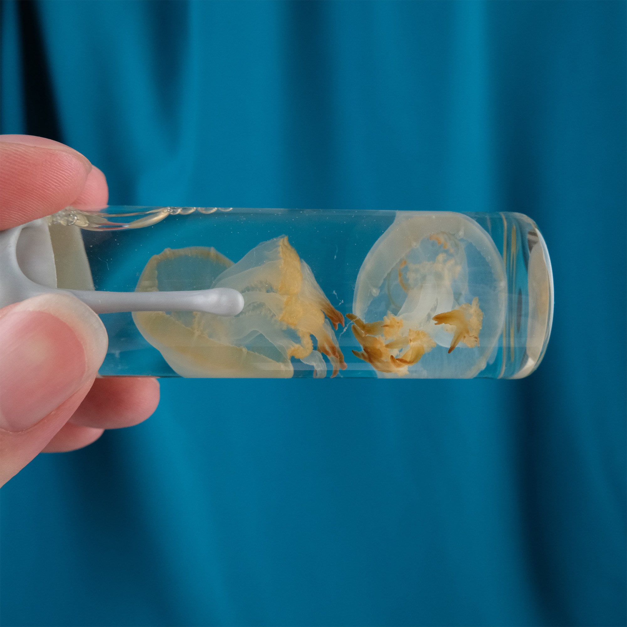 Pale Yellow Jellyfish Specimen, Two Jellyfish in A Glass Tube, Strange ...