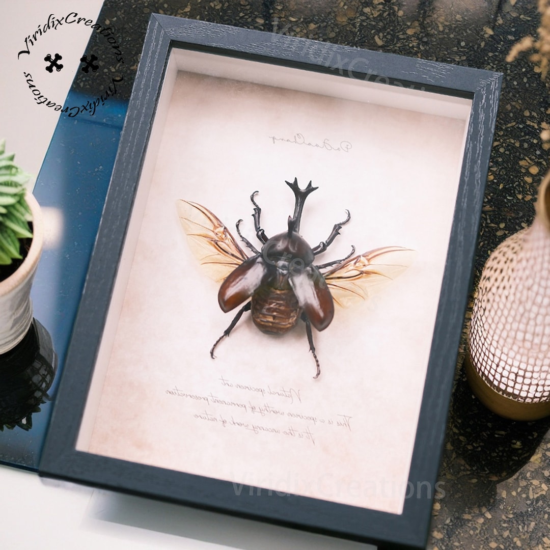 Real Giant Beetle Specimen, Taxidermy, Taxidermy Collection, Home ...