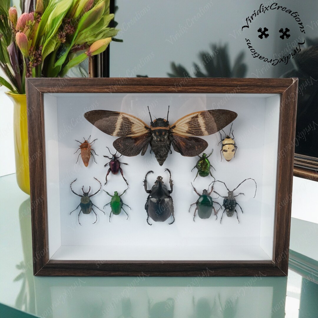 Real Insect Display Cabinet, Incredible Random Combinations of Beetles ...