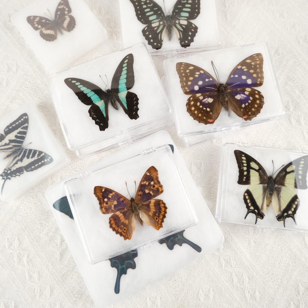 Real Insect Specimens, Butterfly Specimens, One-of-a-kind Specimens ...