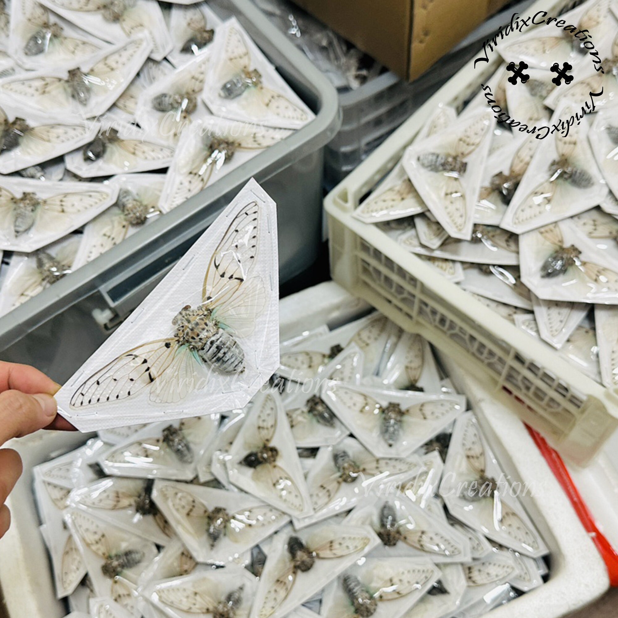 Real Cicada Spreading Its Wings, Frameless Specimen, Specimen That Can ...