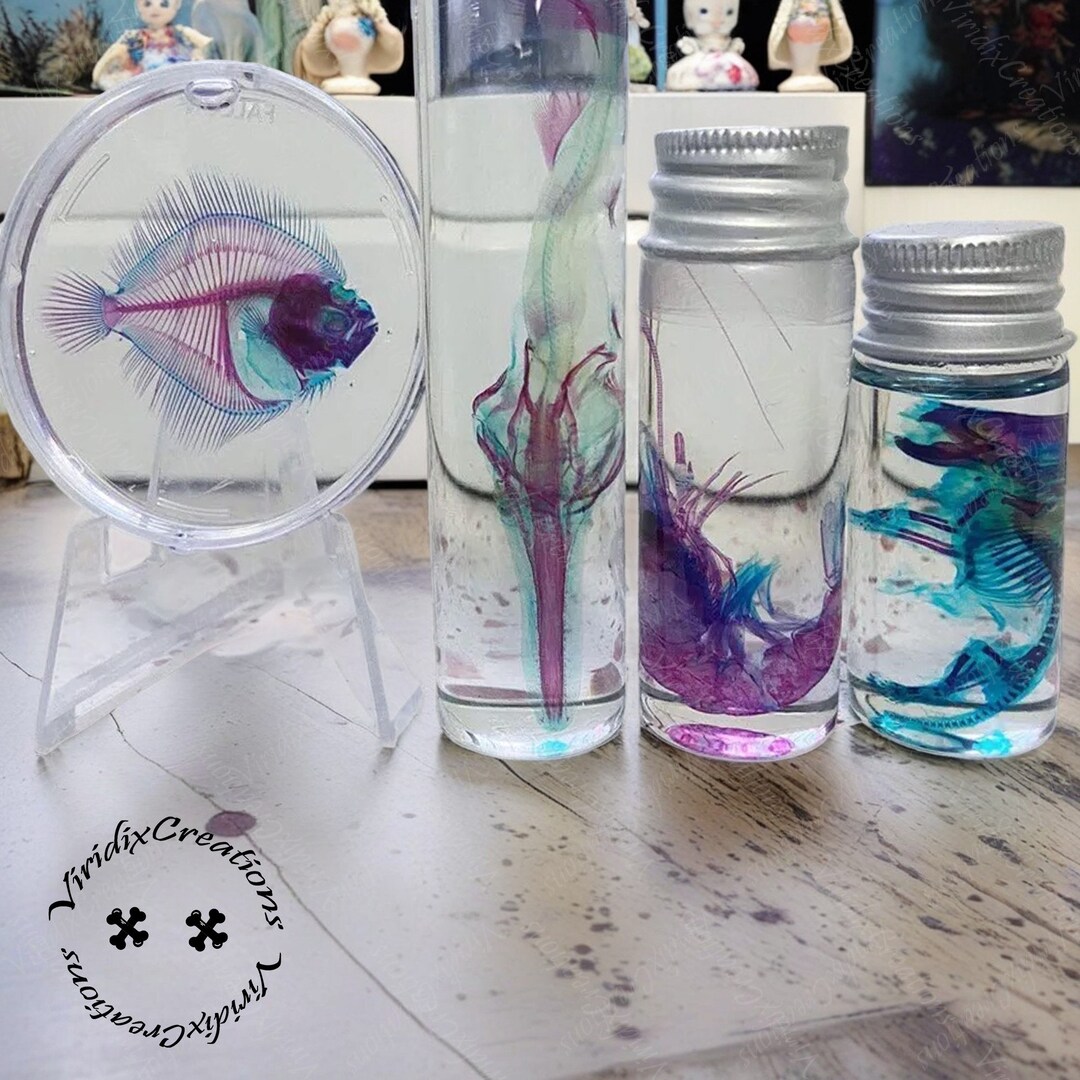 Real Shrimp|fish|mouse Wet Specimen, Animal Classic Purple/blue, Wet ...