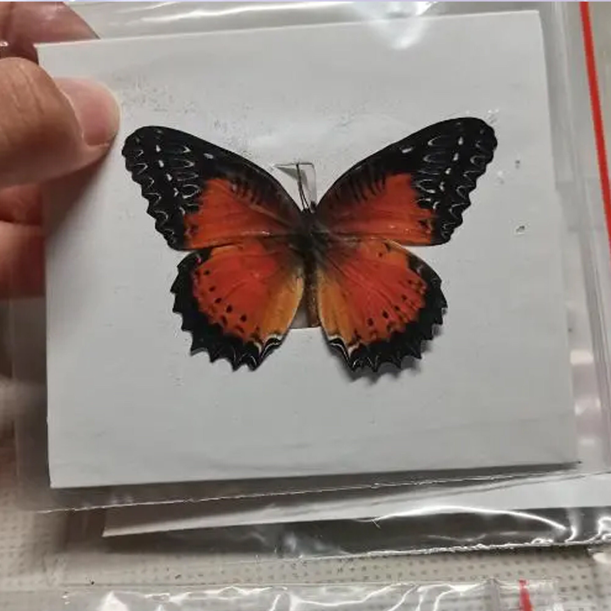 Six Unique Butterfly Specimens, Real Butterfly Specimens, Handmade ...