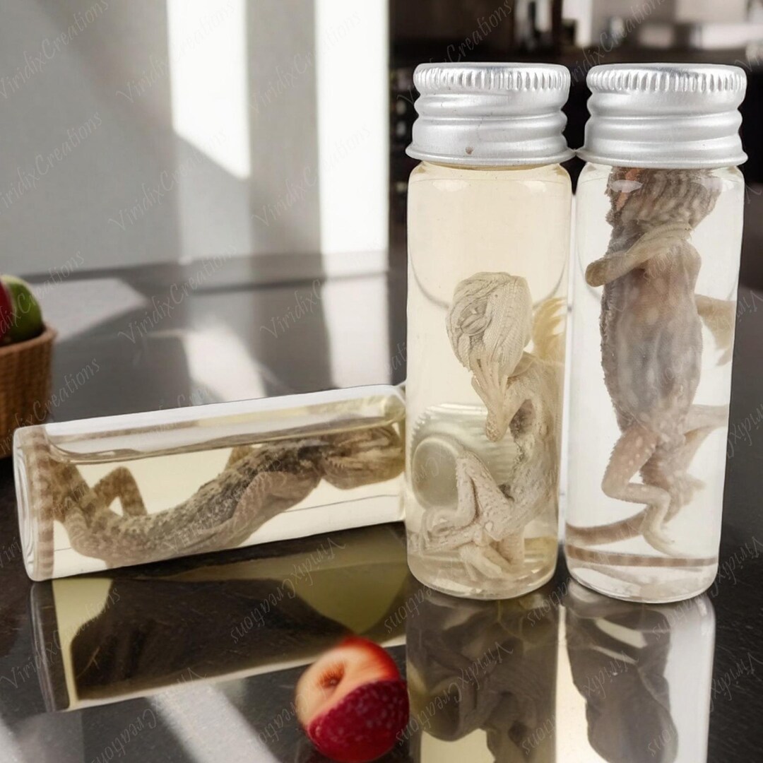 Beautiful Wet Specimen of Lizard, Reptile Specimen, Real Lizard ...