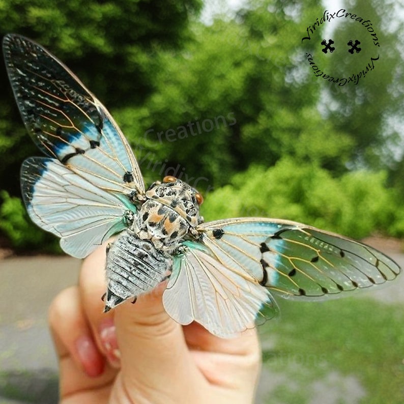 Real Cicada Spreading Its Wings, Frameless Specimen, Specimen That Can ...