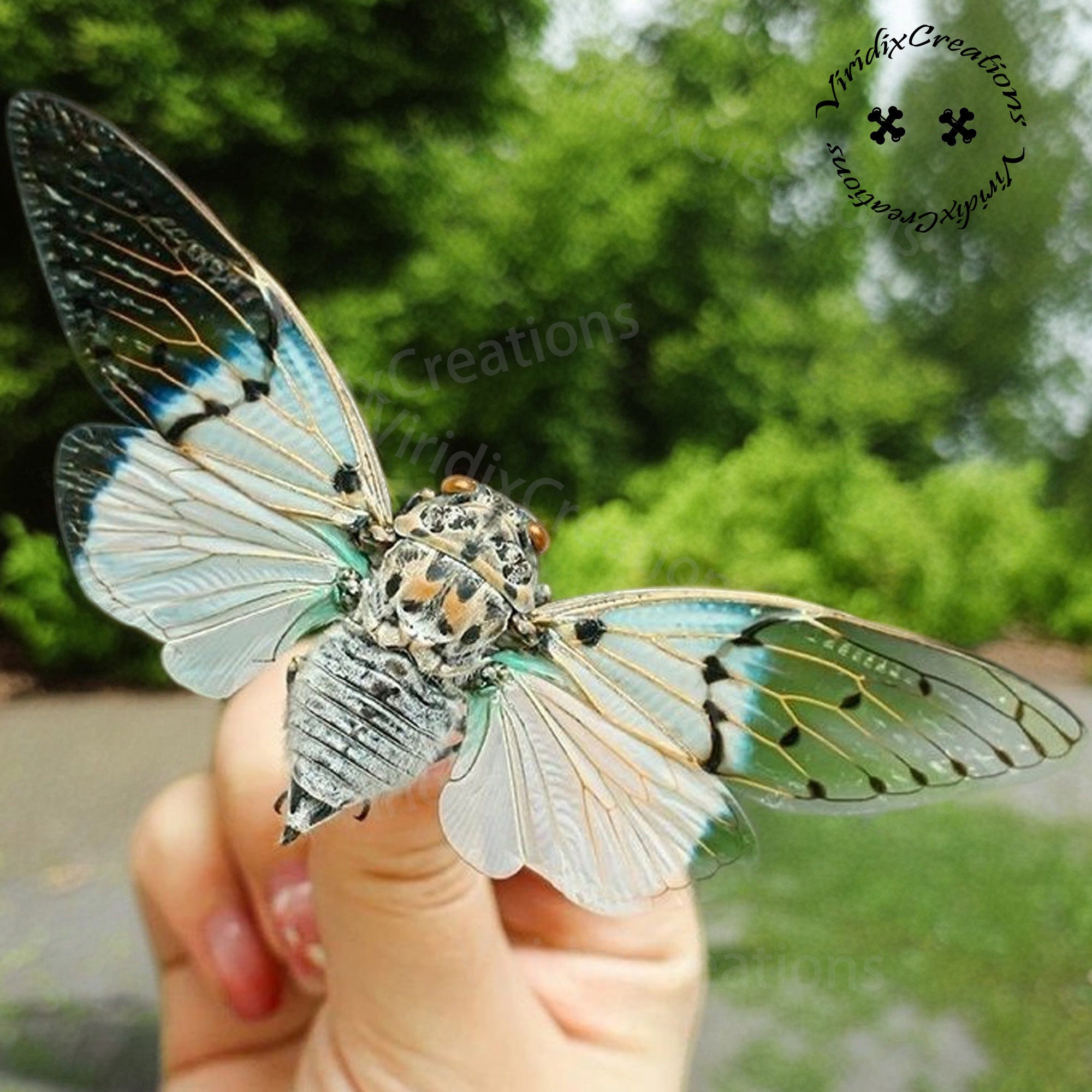 Real Cicada Spreading Its Wings, Frameless Specimen, Specimen That Can ...