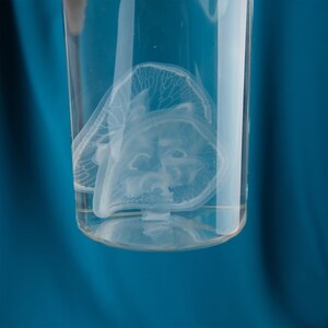 Two Real Jellyfish Specimens, Long-term Preservation, Wet Specimen ...