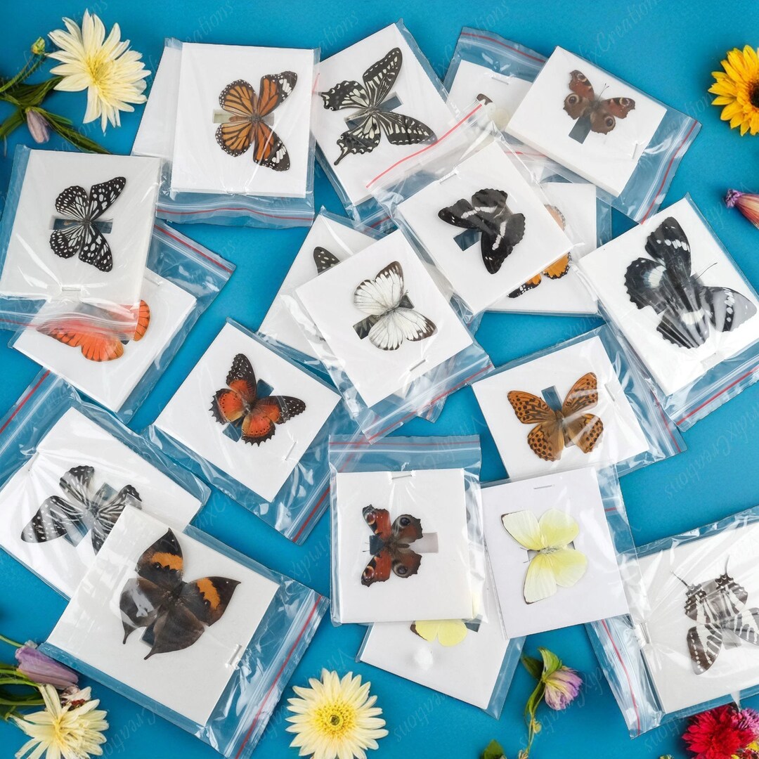 6 Random Real Butterfly Specimens, Handmade Wings Spread Butterfly ...