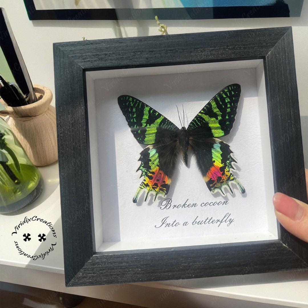 Real Sunset Moth, Madagascar Sunset Moth, Amazing Sunset Moth ...