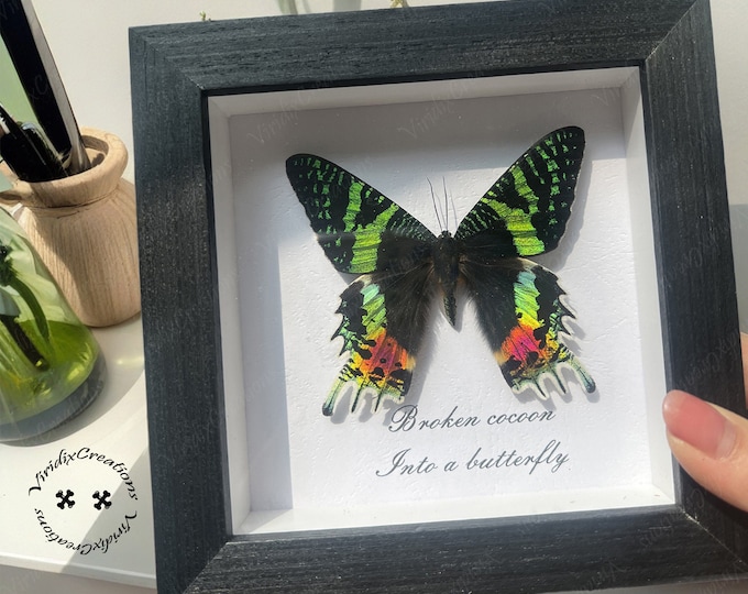 Real Sunset Moth, Madagascar Sunset Moth, Amazing Sunset Moth ...