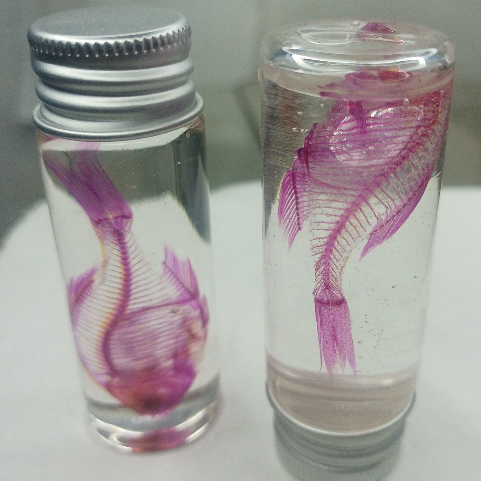 Transparent Skeleton Specimens, Real Fish Specimens, Teaching Aids ...