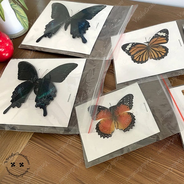 Unique Butterfly Specimens - Etsy