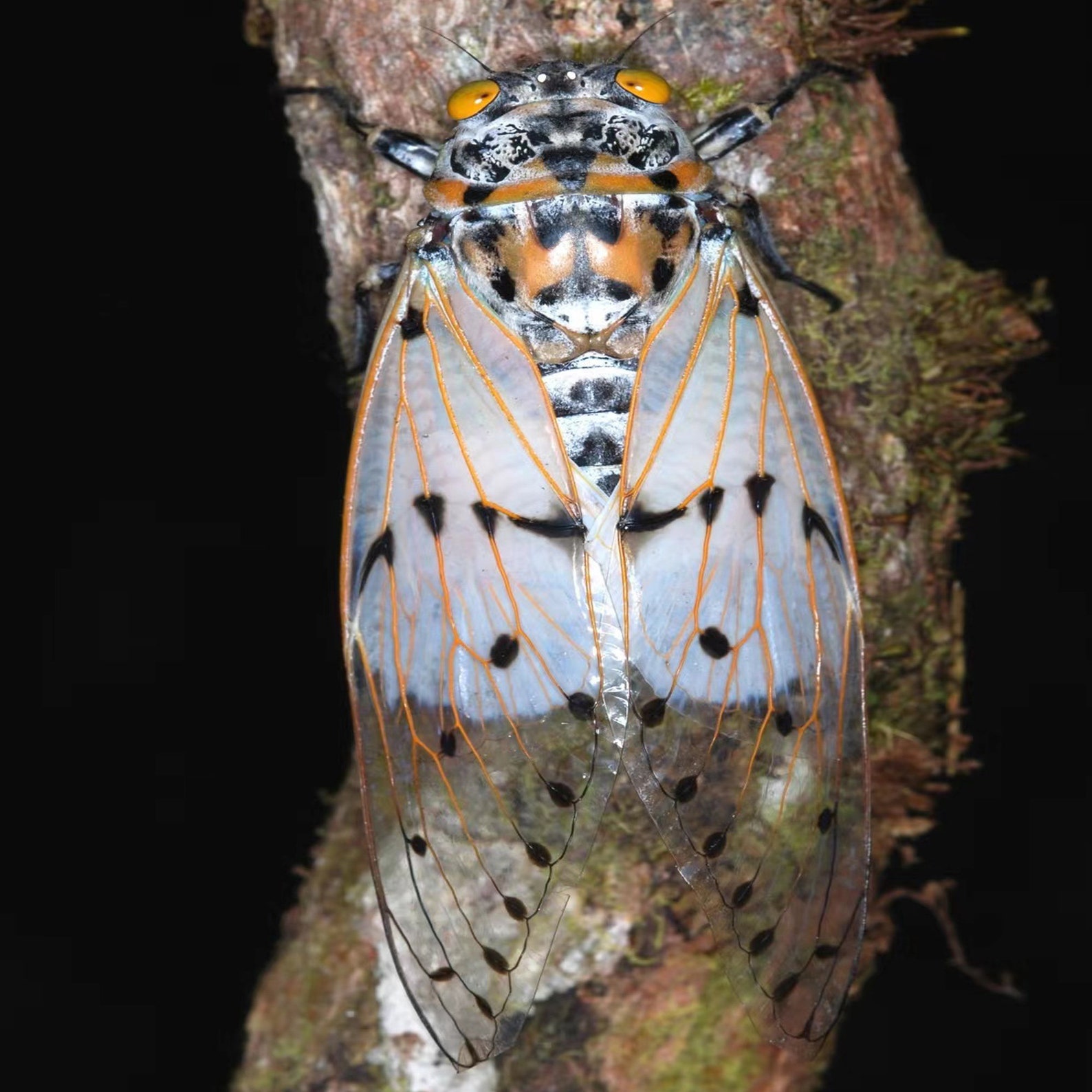 Real Cicada Spreading Its Wings, Frameless Specimen, Specimen That Can ...