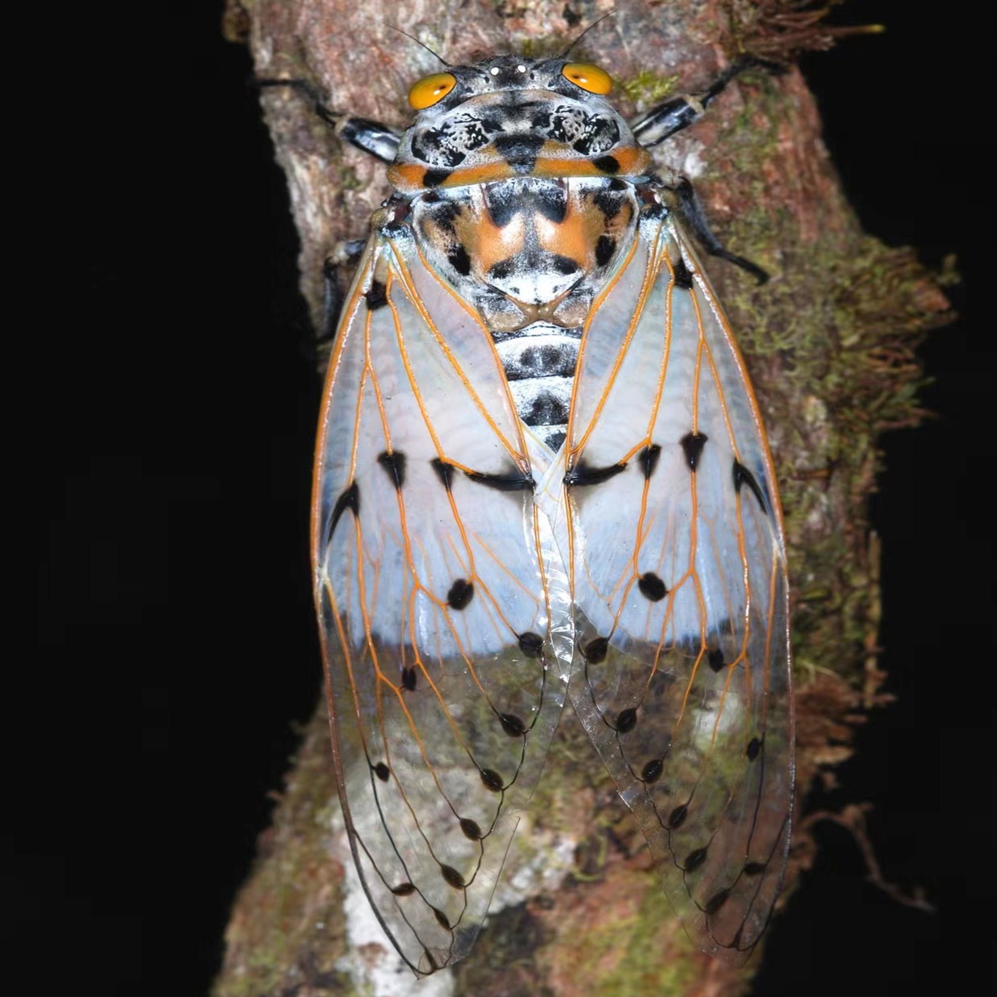Real Cicada Spreading Its Wings, Frameless Specimen, Specimen That Can ...