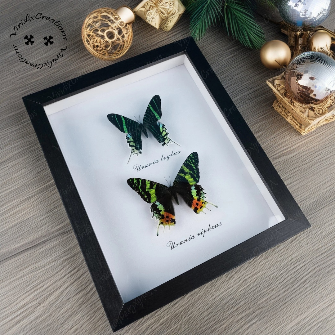 Real Butterfly Specimens, Real Frame Two Butterfly Specimens, Insect ...