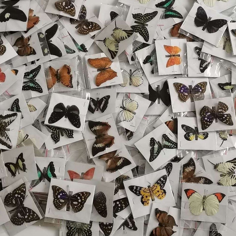 Six Unique Butterfly Specimens, Real Butterfly Specimens, Handmade ...