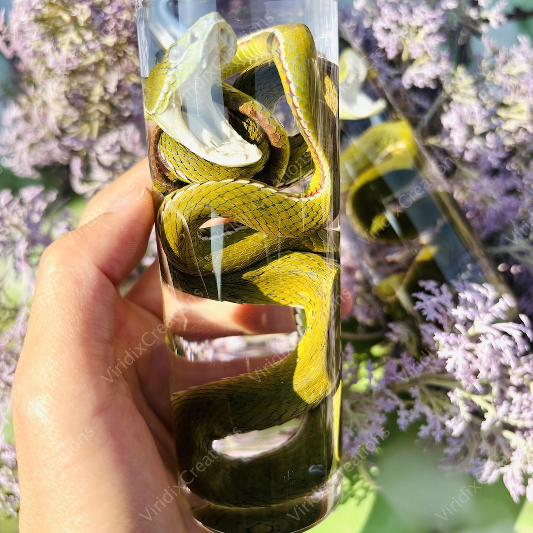 Olive Green Preserved Snake Specimen Vial,real Snake Specimen,wet ...
