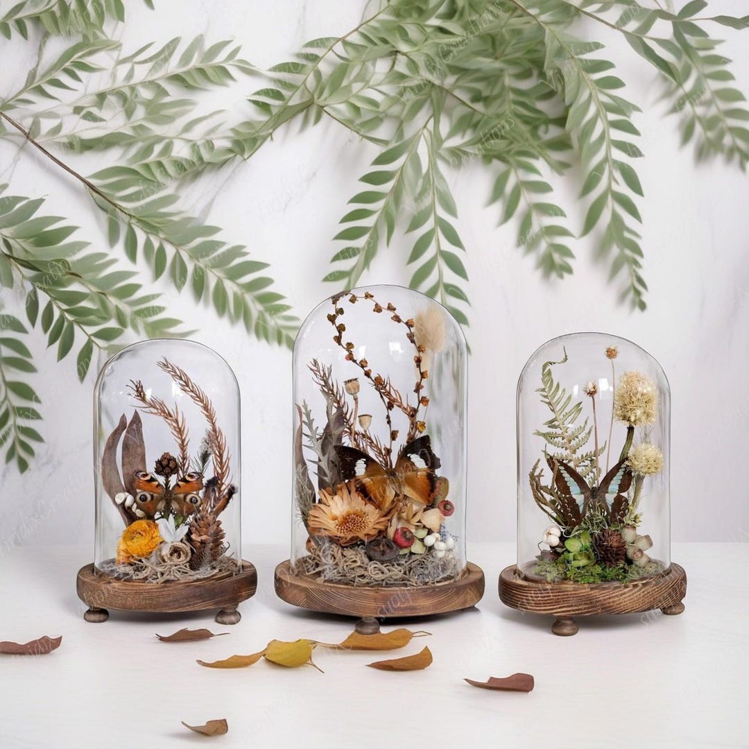 Real Butterfly Specimens in Glass, Home Decoration, Beautiful Butterfly ...