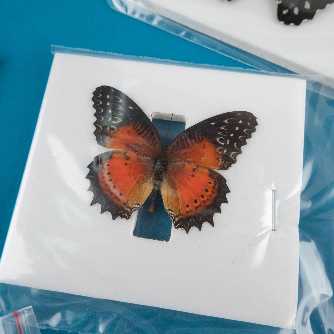 6 Random Real Butterfly Specimens, Handmade Wings Spread Butterfly ...