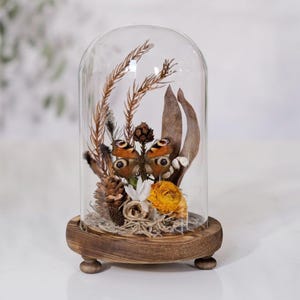 Real Butterfly Specimens in Glass, Home Decoration, Beautiful Butterfly ...
