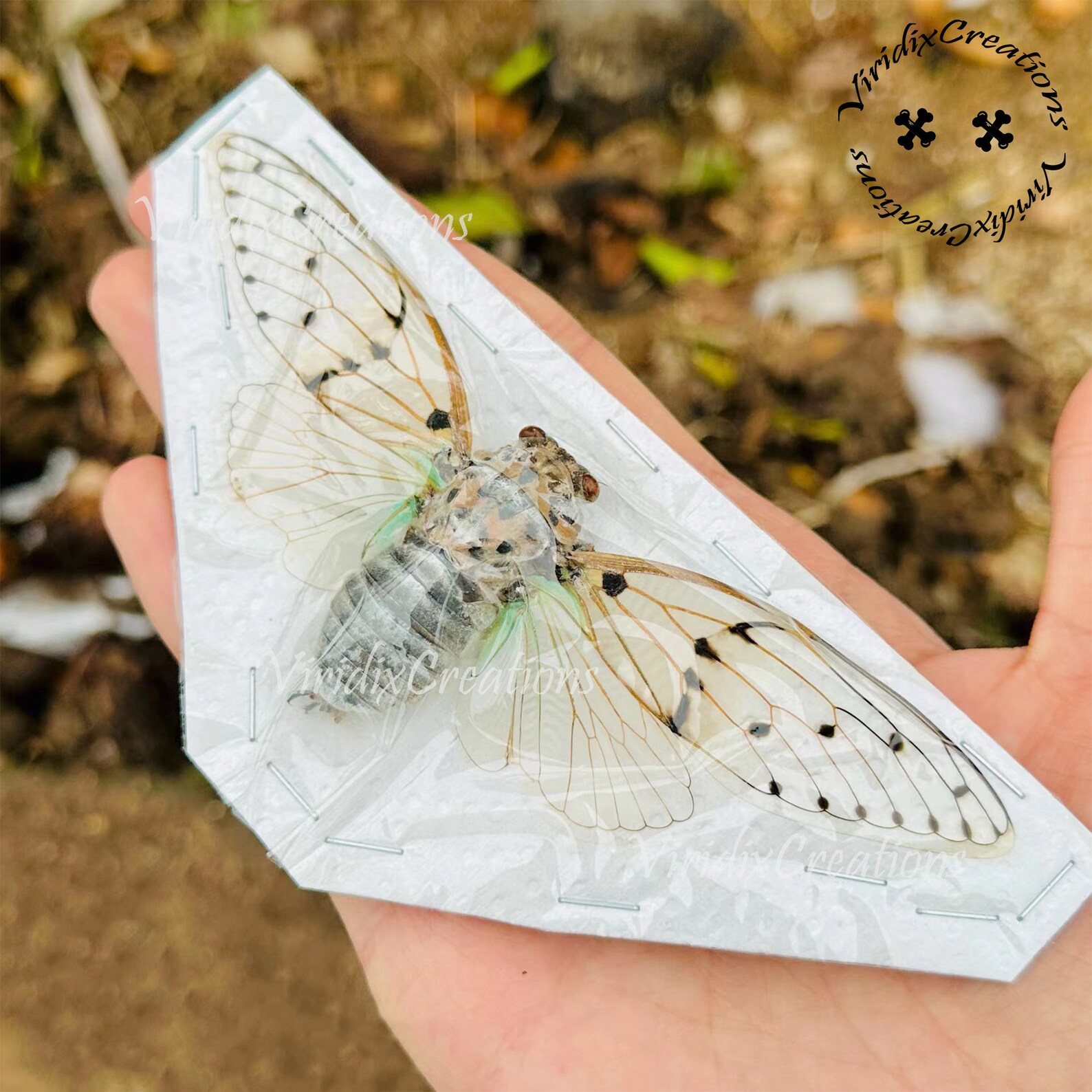 Real Cicada Spreading Its Wings, Frameless Specimen, Specimen That Can ...