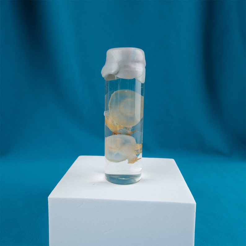 Pale Yellow Jellyfish Specimen, Two Jellyfish in A Glass Tube, Strange ...