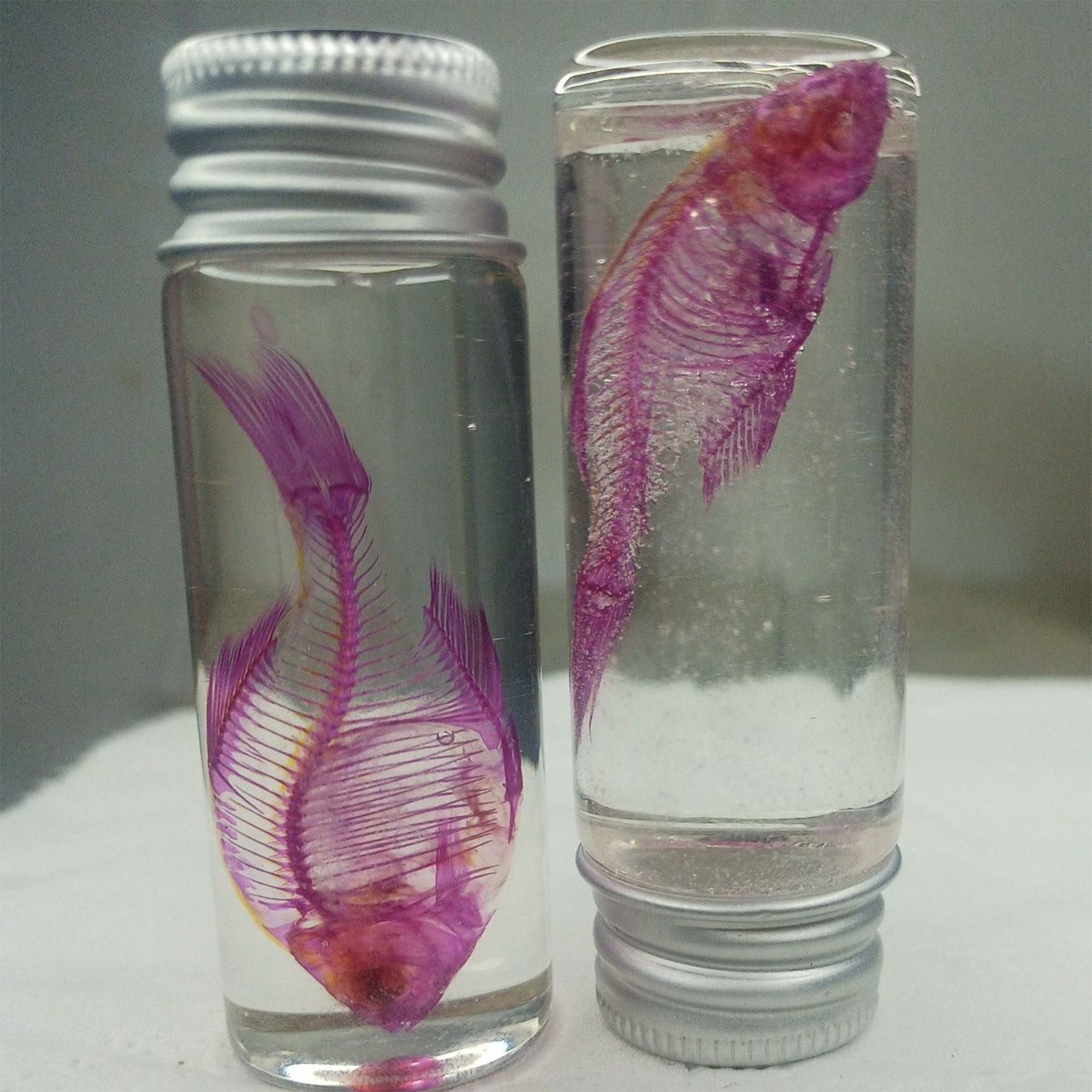 Transparent Skeleton Specimens, Real Fish Specimens, Teaching Aids ...