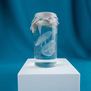 Two Real Jellyfish Specimens, Long-term Preservation, Wet Specimen ...