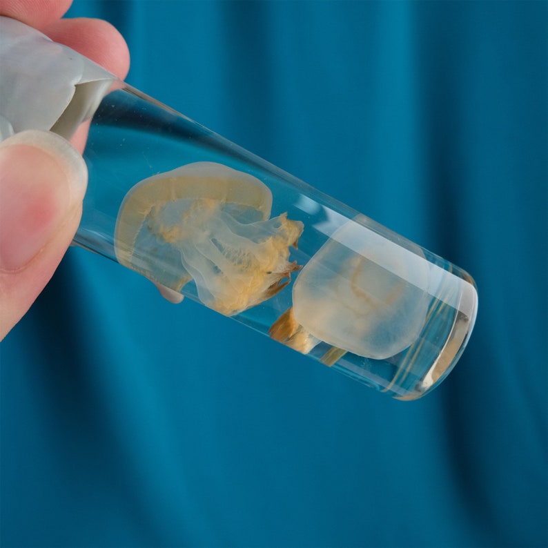 Pale Yellow Jellyfish Specimen, Two Jellyfish in A Glass Tube, Strange ...