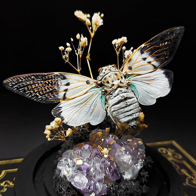 Real Cicada Spreading Its Wings, Frameless Specimen, Specimen That Can ...