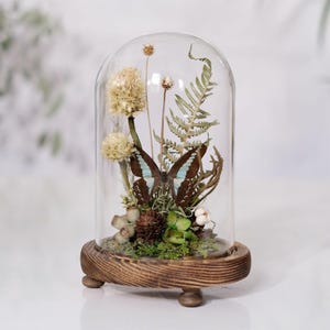 Real Butterfly Specimens in Glass, Home Decoration, Beautiful Butterfly ...