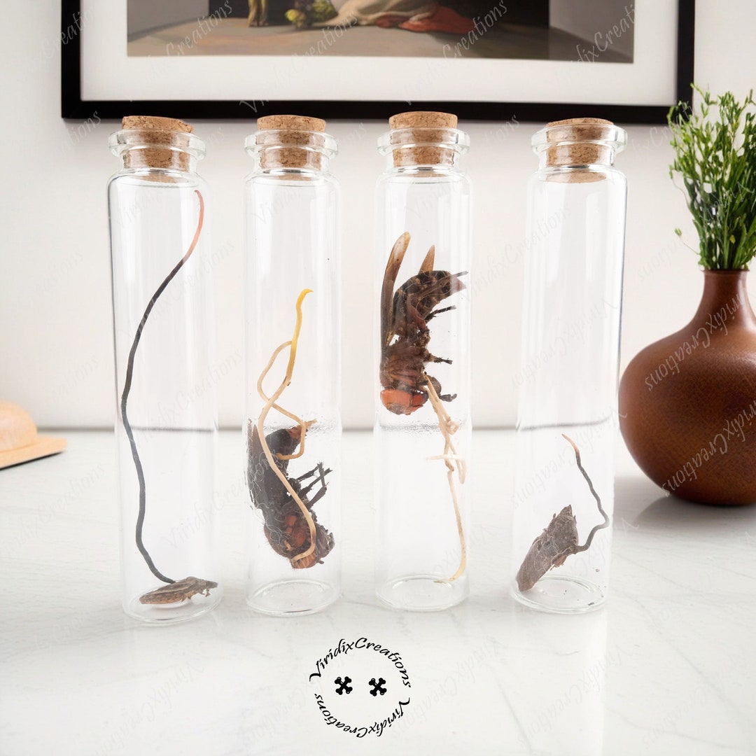 Real Bumblebee Specimen, Insect Specimen, Educational Display ...