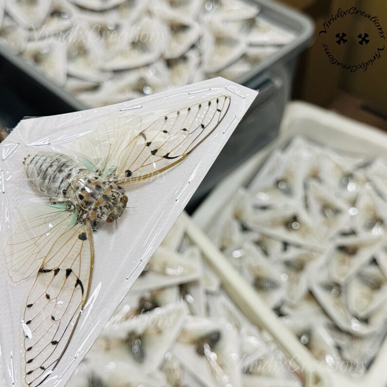 Real Cicada Spreading Its Wings, Frameless Specimen, Specimen That Can ...