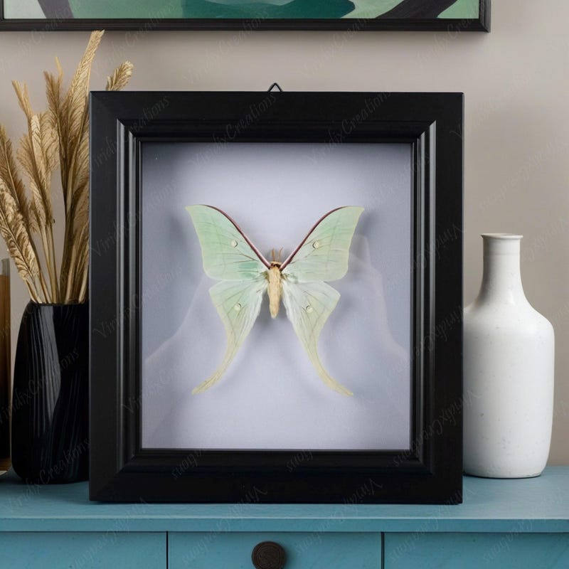 Framed Butterfly - Etsy