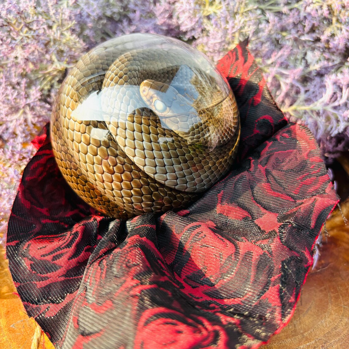 Spherical Sealed Genuine Snake Specimen, Animal Specimen, Reptile Wet ...