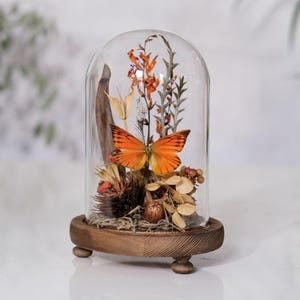 Real Butterfly Specimens in Glass, Home Decoration, Beautiful Butterfly ...