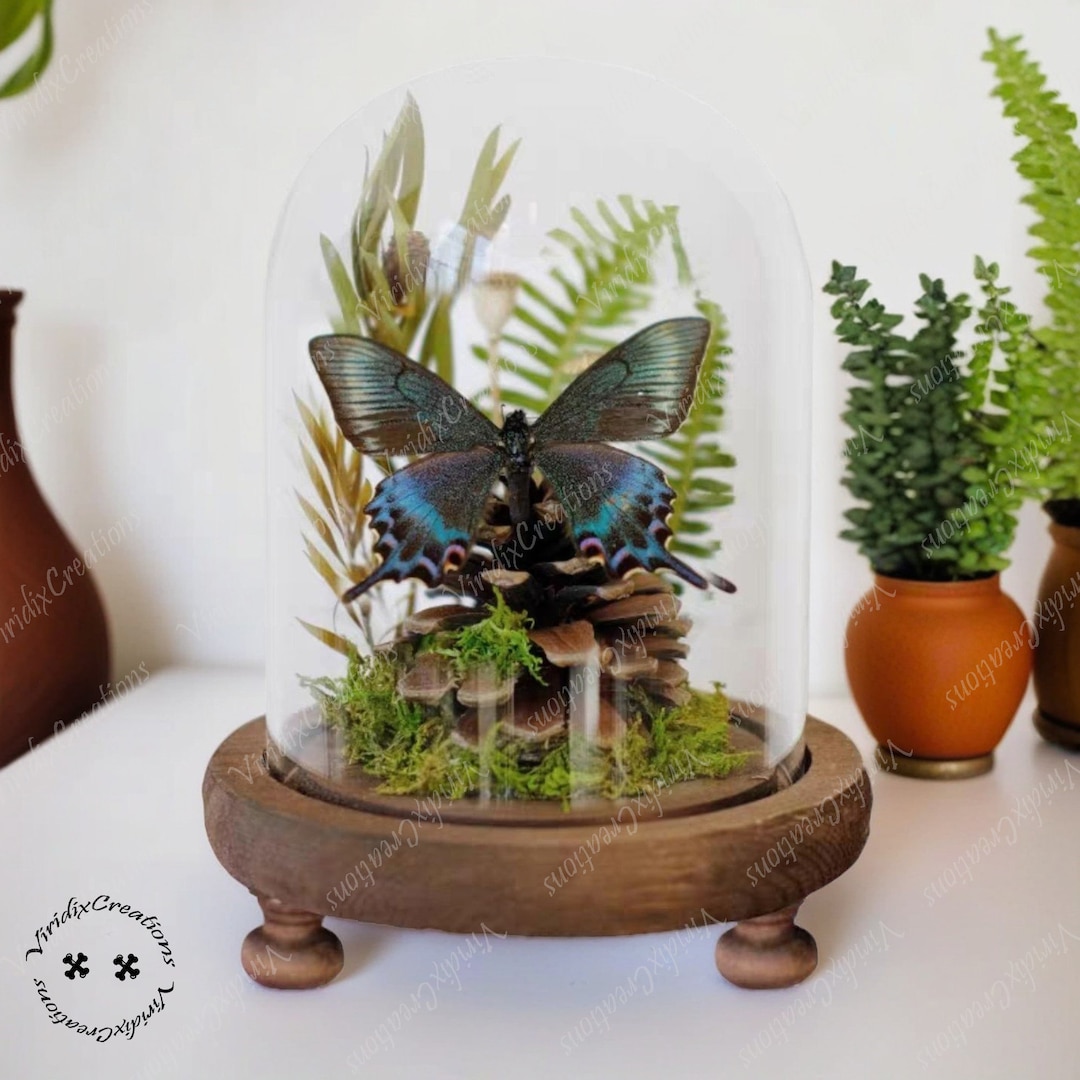 Real Butterfly Specimens, Real Butterfly Specimens, Insect Glass Cover ...
